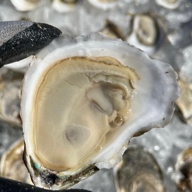 Bulk Oyster Packs – Barnegat Oyster Collective