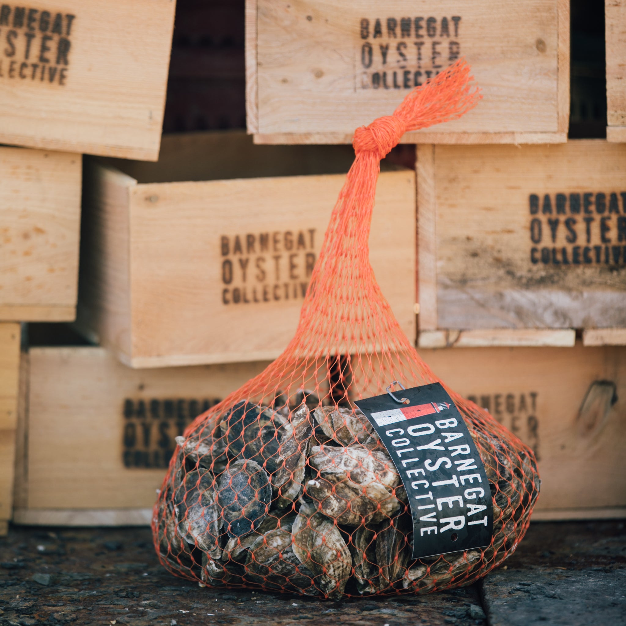 Bulk Oyster Packs – Barnegat Oyster Collective